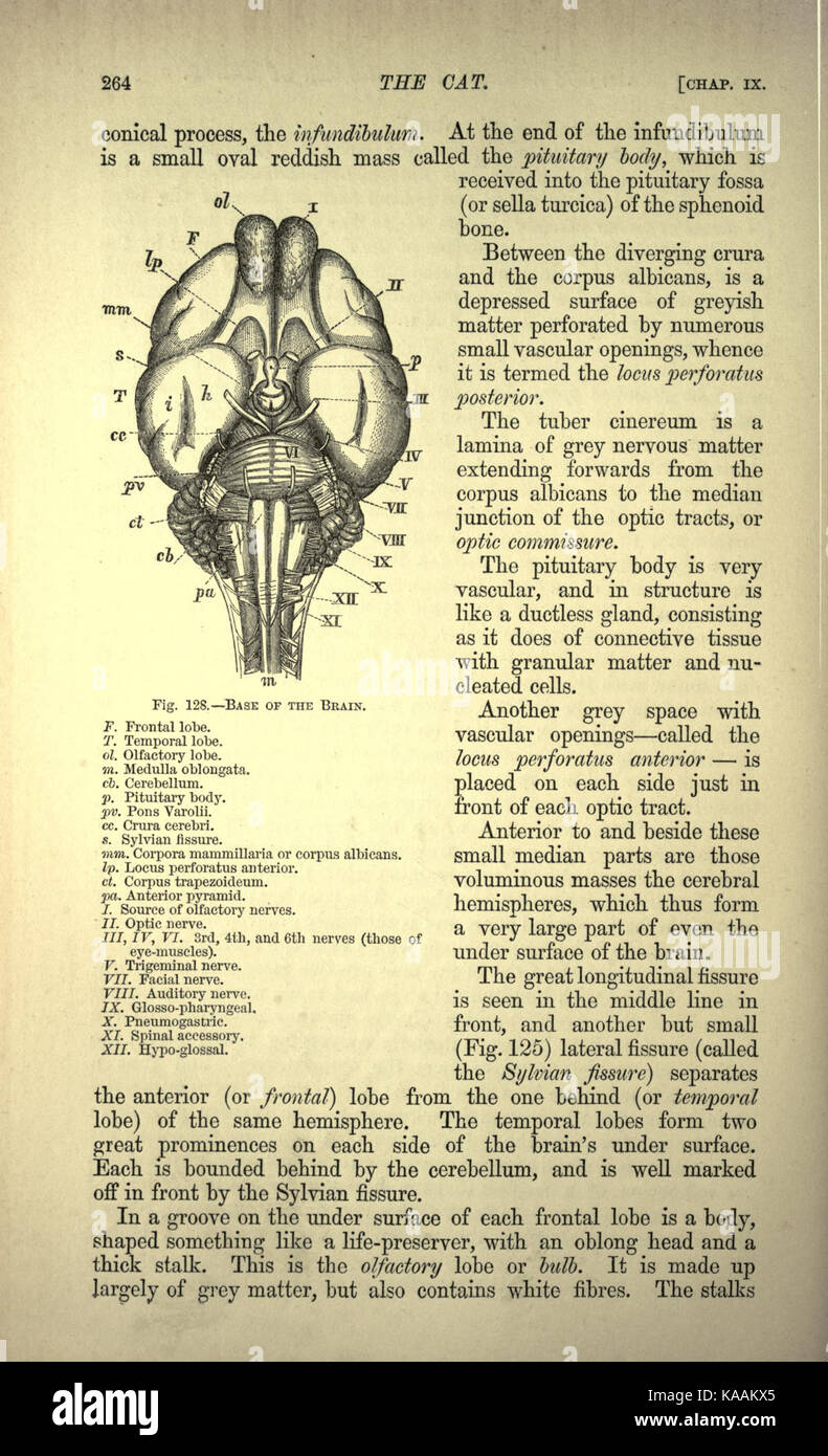 Cat drawing archival hi-res stock photography and images - Alamy