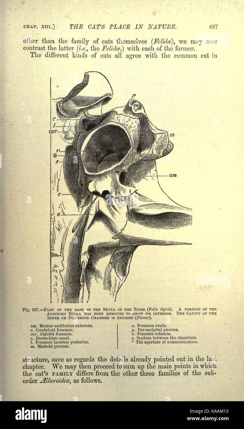 An illustration of a cat from the BHL collection, featured on page 487 ...