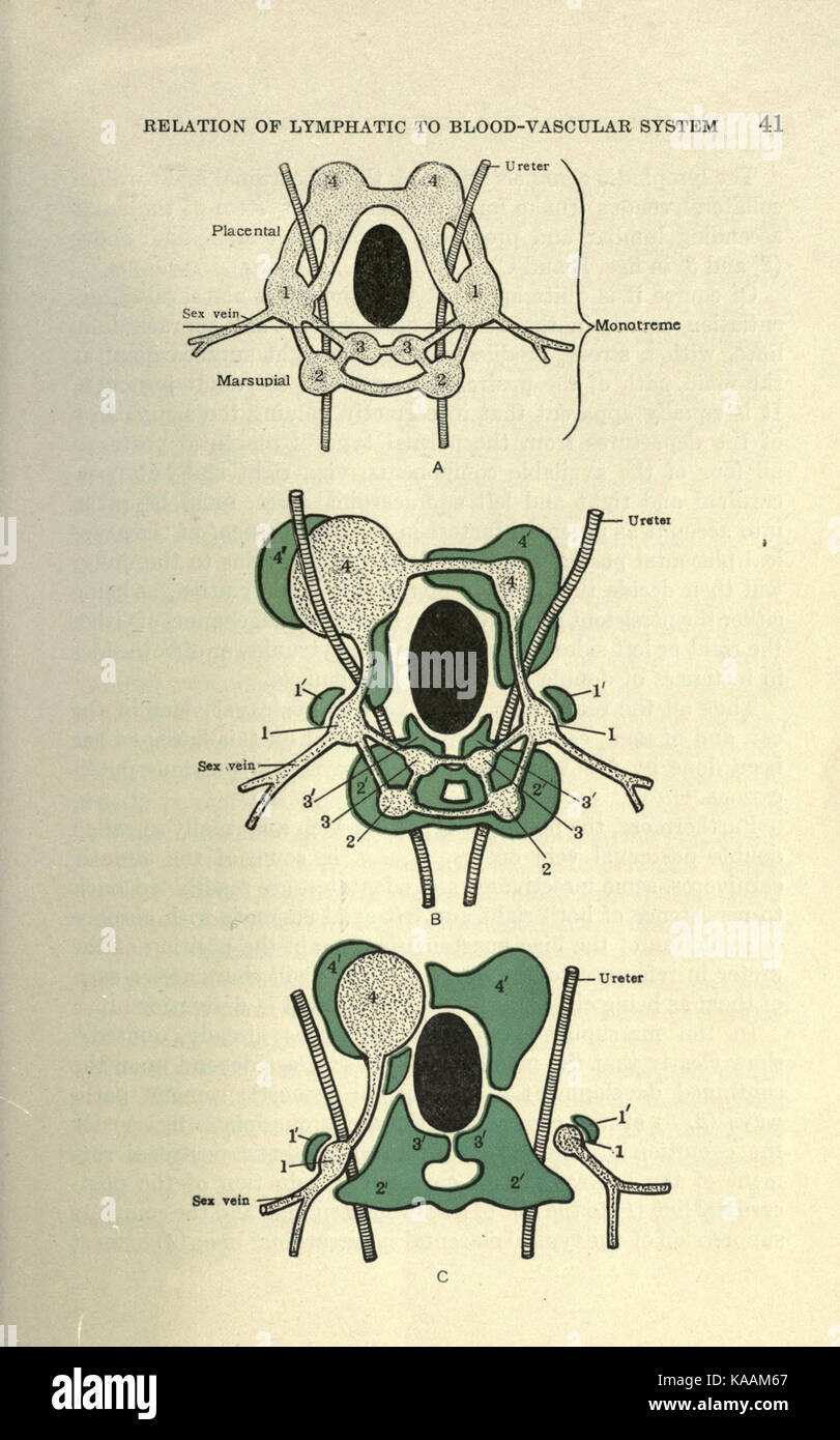 The anatomy and development of the systemic lymphatic vessels in the ...