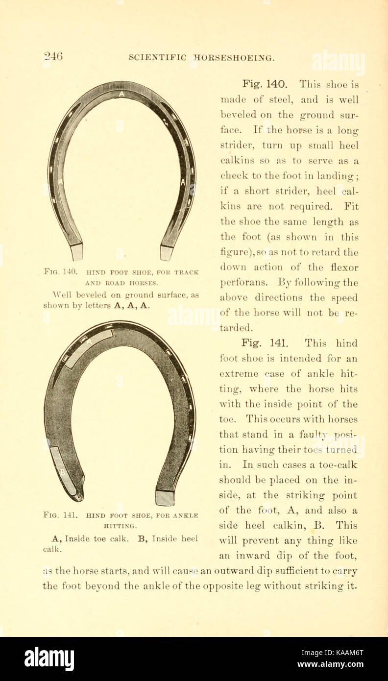 Russell on scientific horseshoeing for leveling and balancing the ...