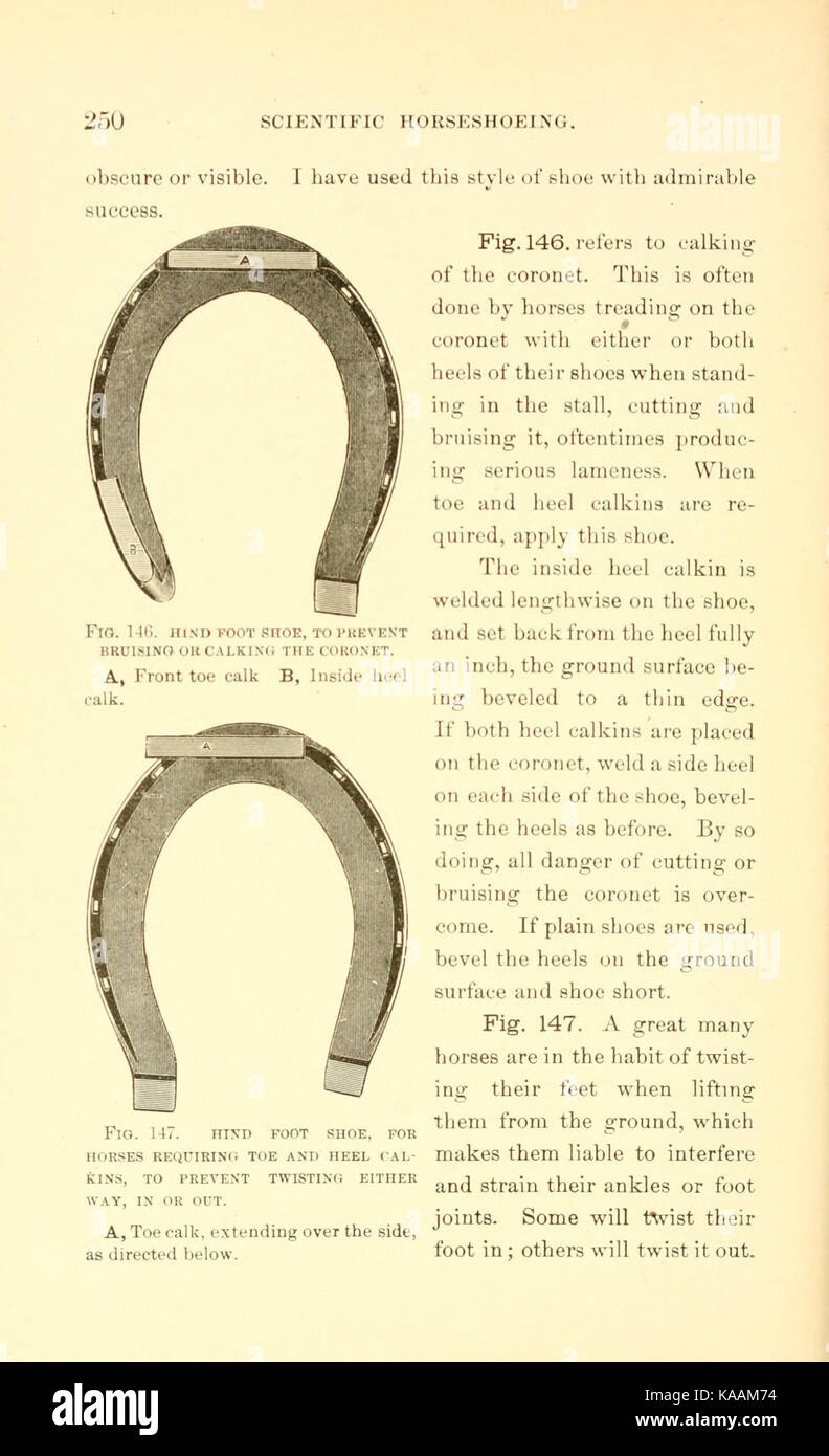 250 horses hi-res stock photography and images - Alamy