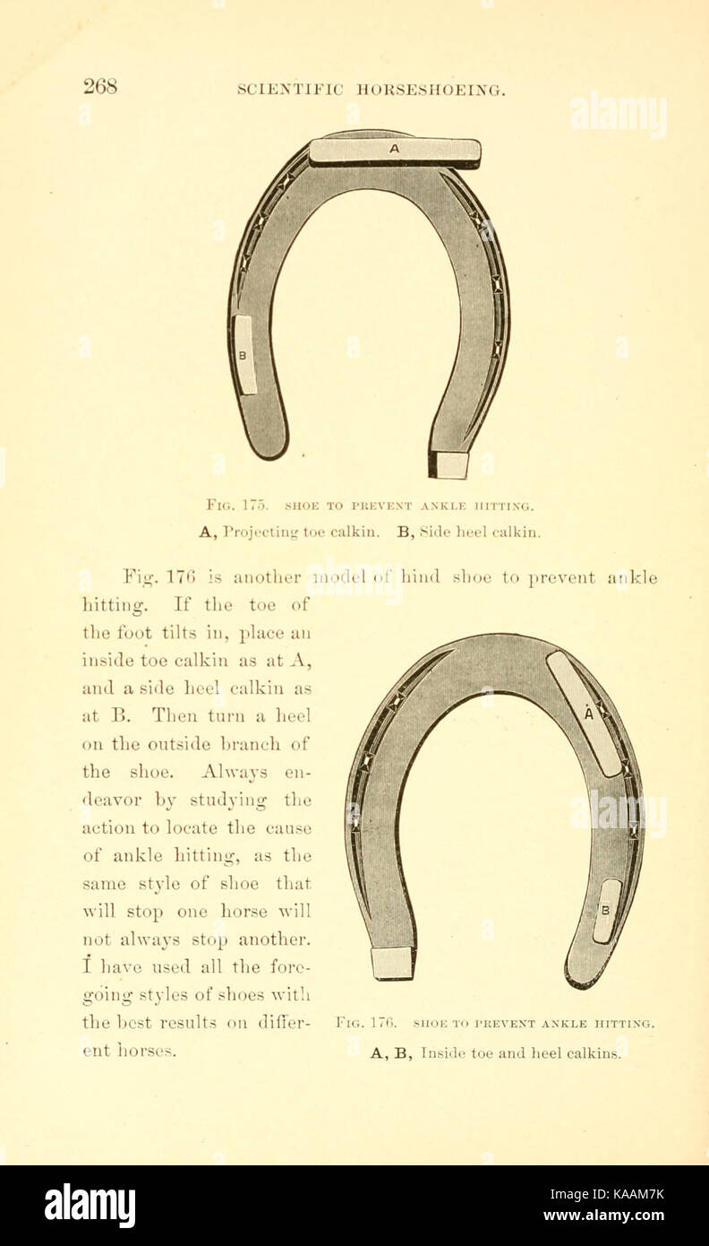 Russell on scientific horseshoeing for leveling and balancing the ...