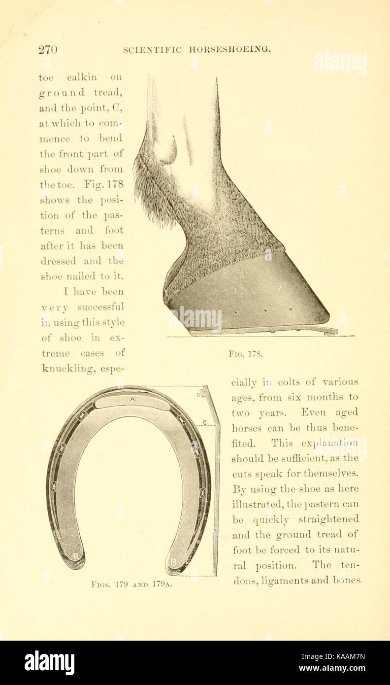 Russell on scientific horseshoeing for leveling and balancing the ...
