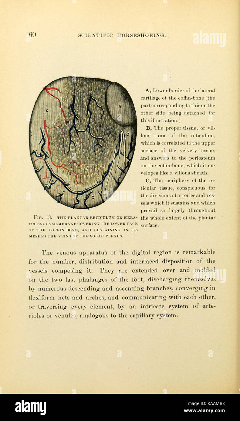 This page from Russell’s work on scientific horseshoeing focuses on ...
