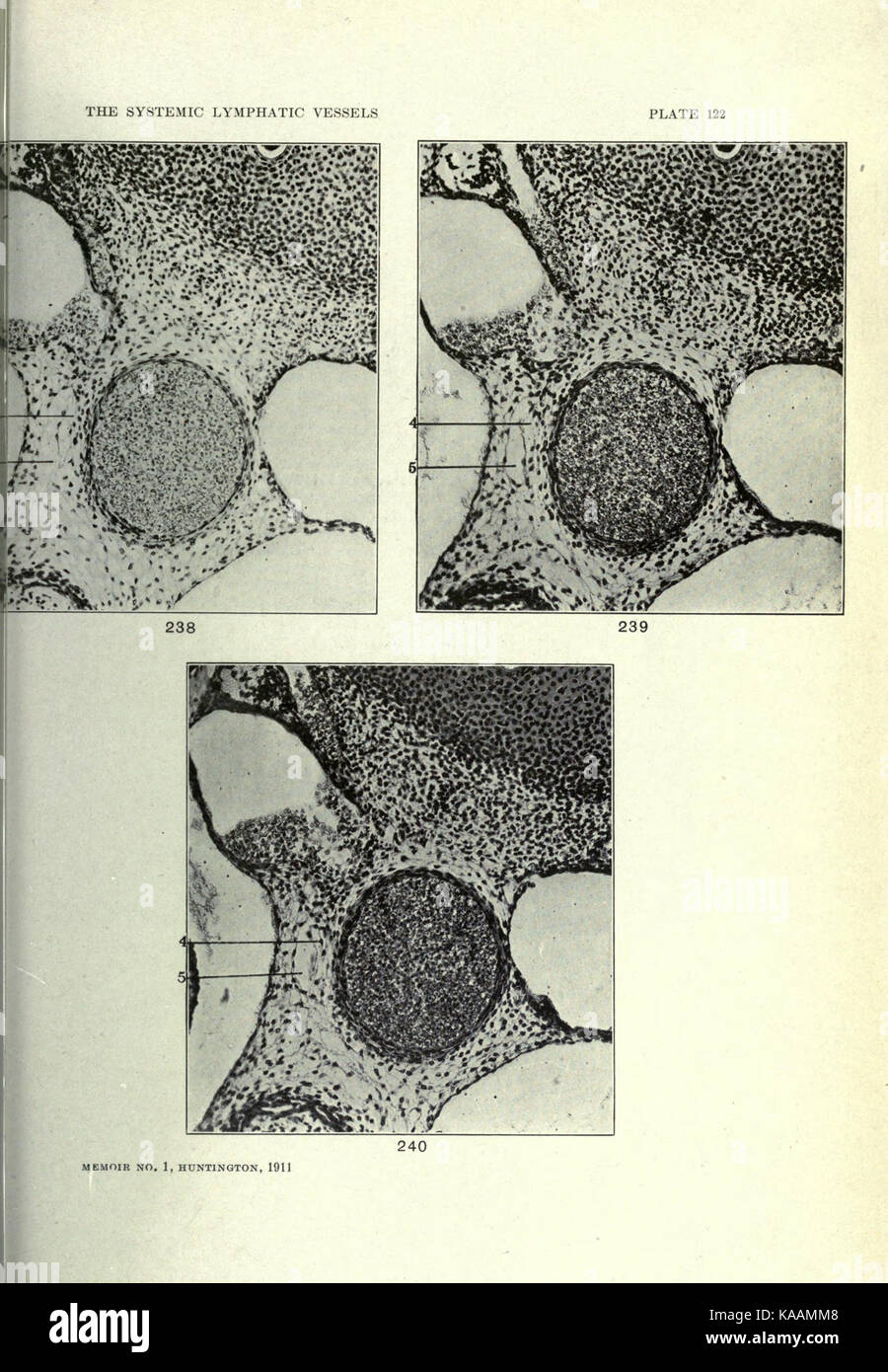 This scientific study explores the anatomy and development of the ...