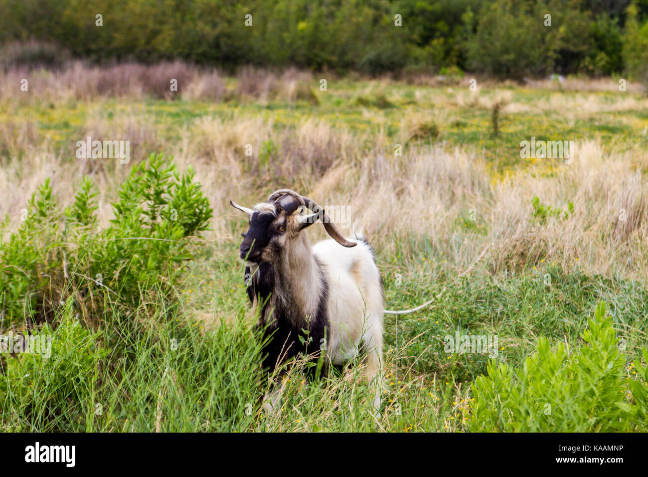 Goat on the field at Korcula island, Croatia Stock Photo - Alamy