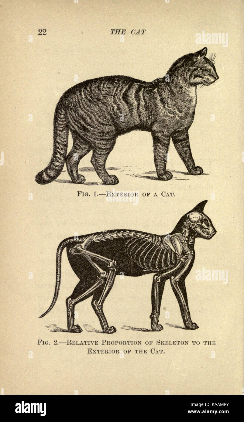 The cat, a guide to the classification and varieties of cats and a ...