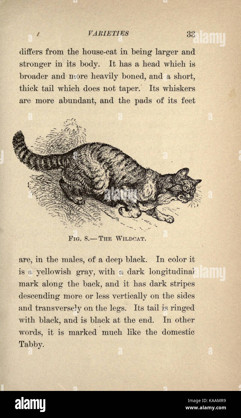 The cat, a guide to the classification and varieties of cats and a ...