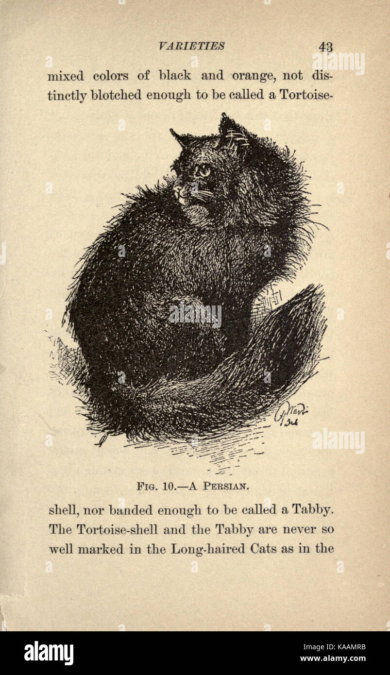 The cat, a guide to the classification and varieties of cats and a ...