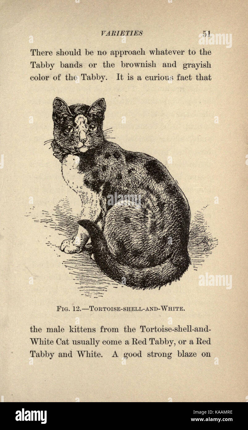 The cat, a guide to the classification and varieties of cats and a ...