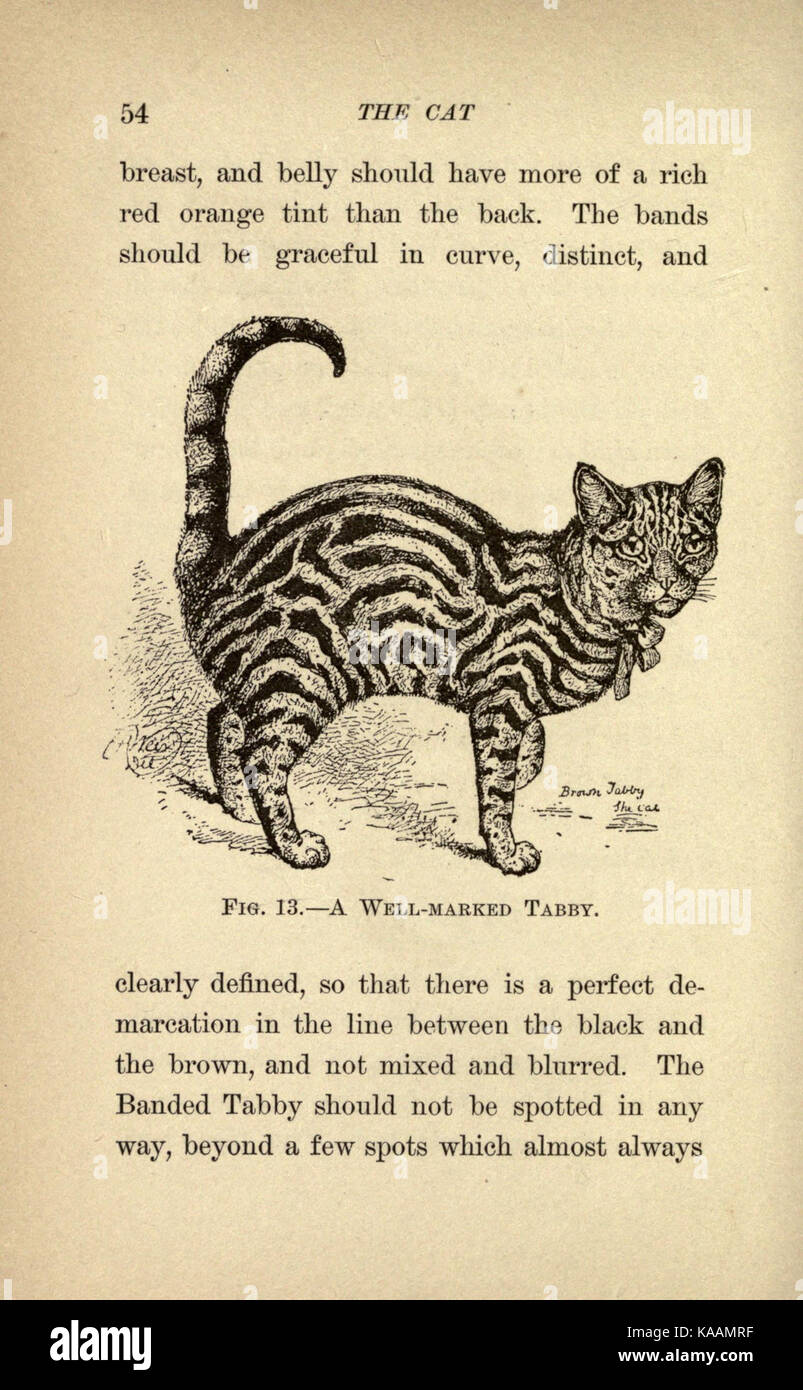 The cat, a guide to the classification and varieties of cats and a ...
