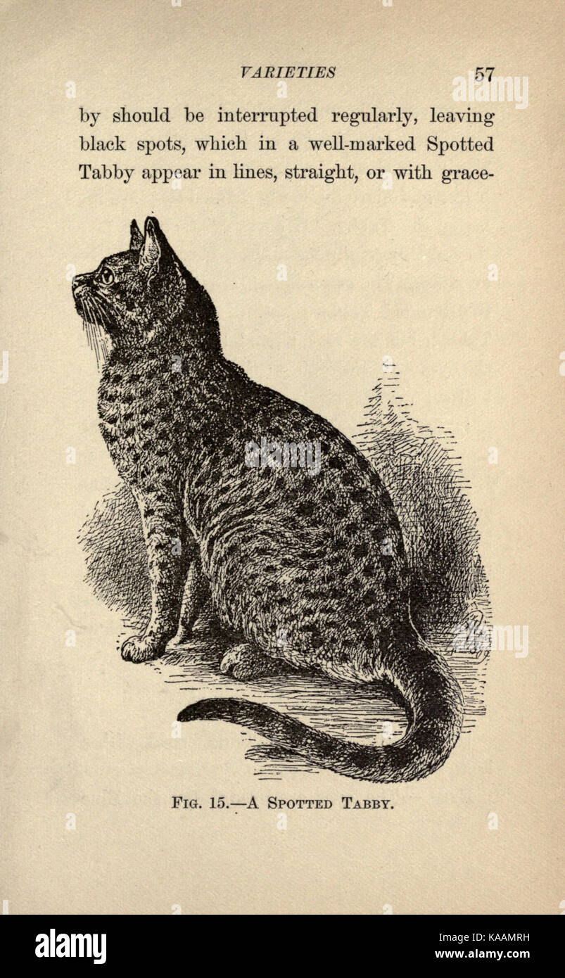 The cat, a guide to the classification and varieties of cats and a ...