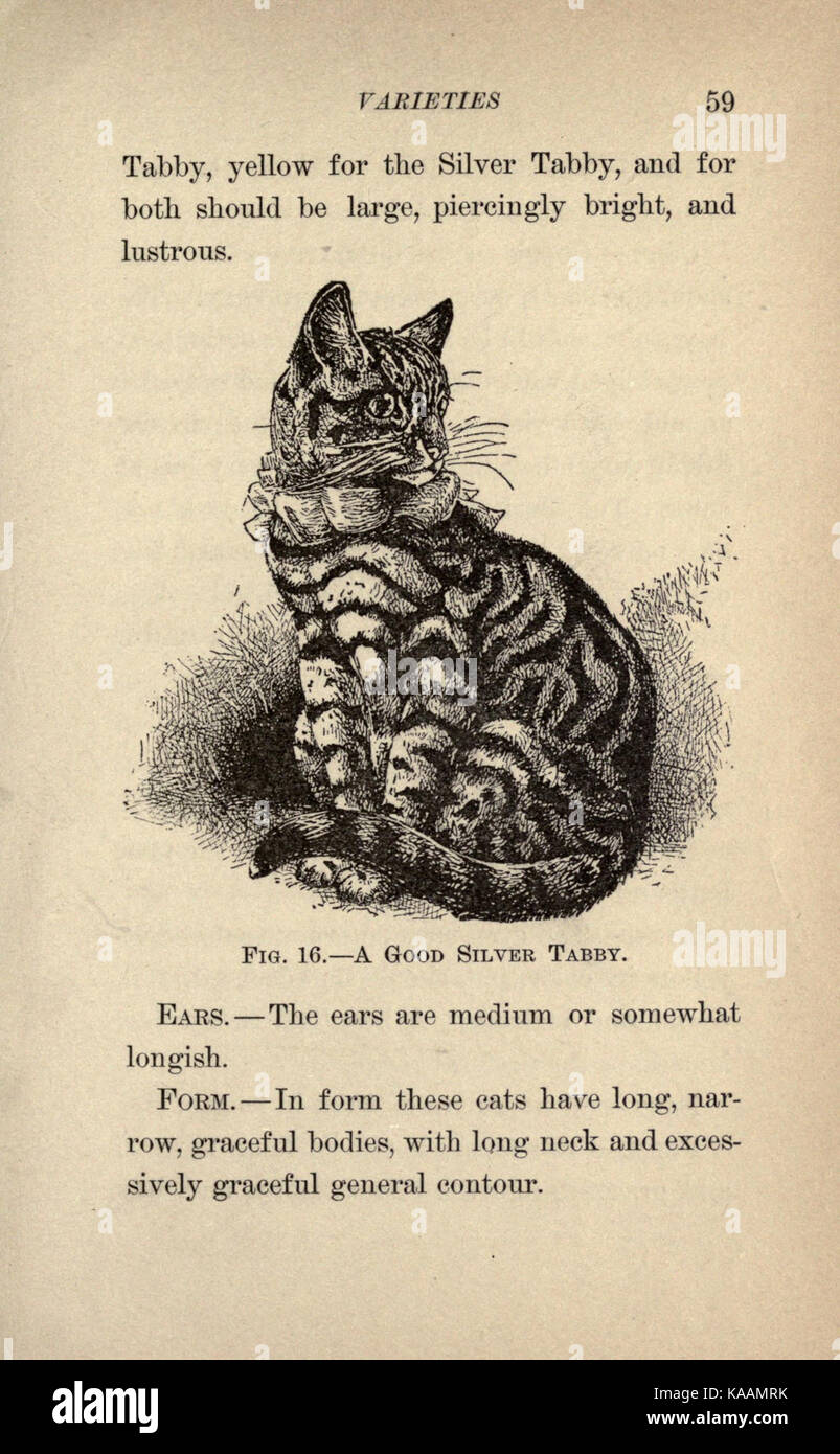 The cat, a guide to the classification and varieties of cats and a ...