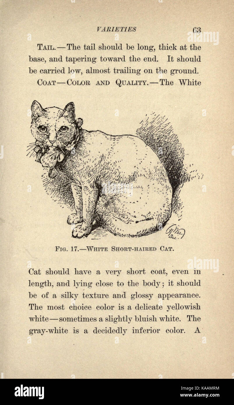 The cat, a guide to the classification and varieties of cats and a ...