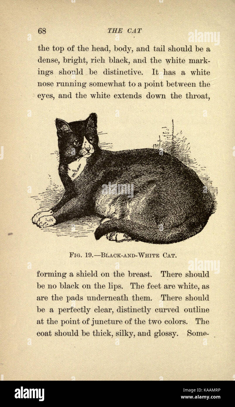 The cat, a guide to the classification and varieties of cats and a ...