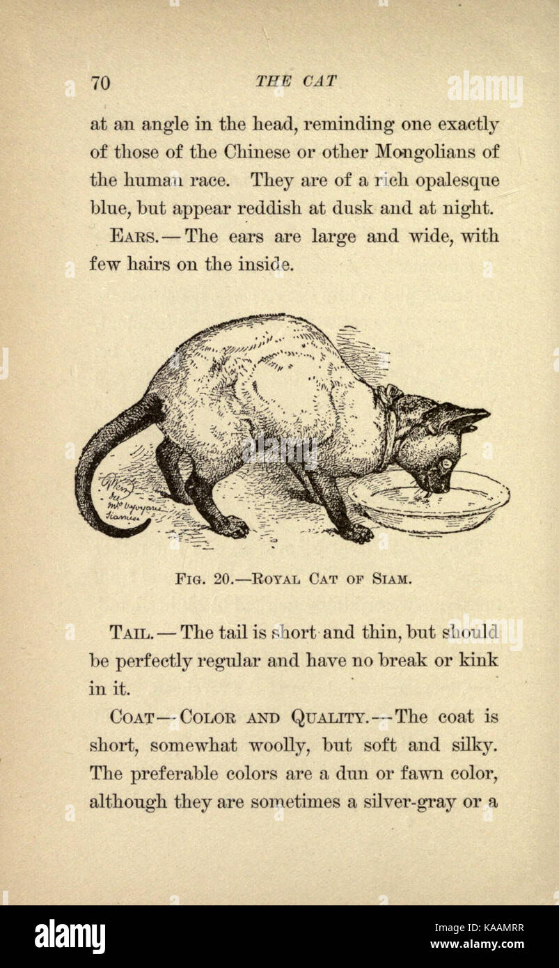 The cat, a guide to the classification and varieties of cats and a ...