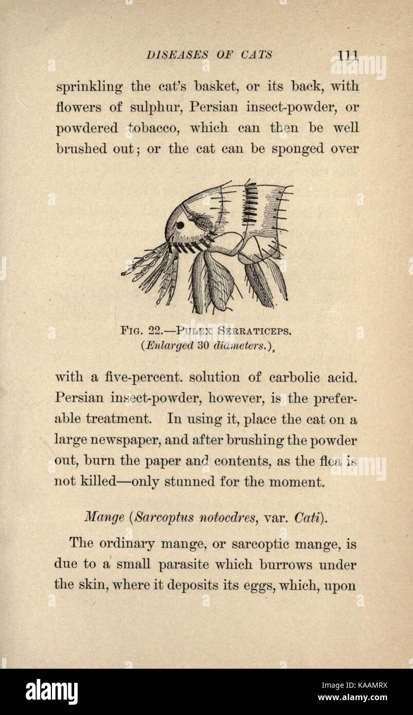 The cat, a guide to the classification and varieties of cats and a ...