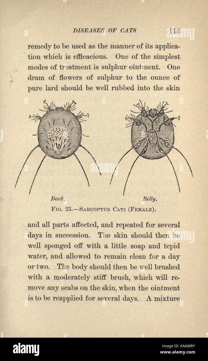 The cat, a guide to the classification and varieties of cats and a ...