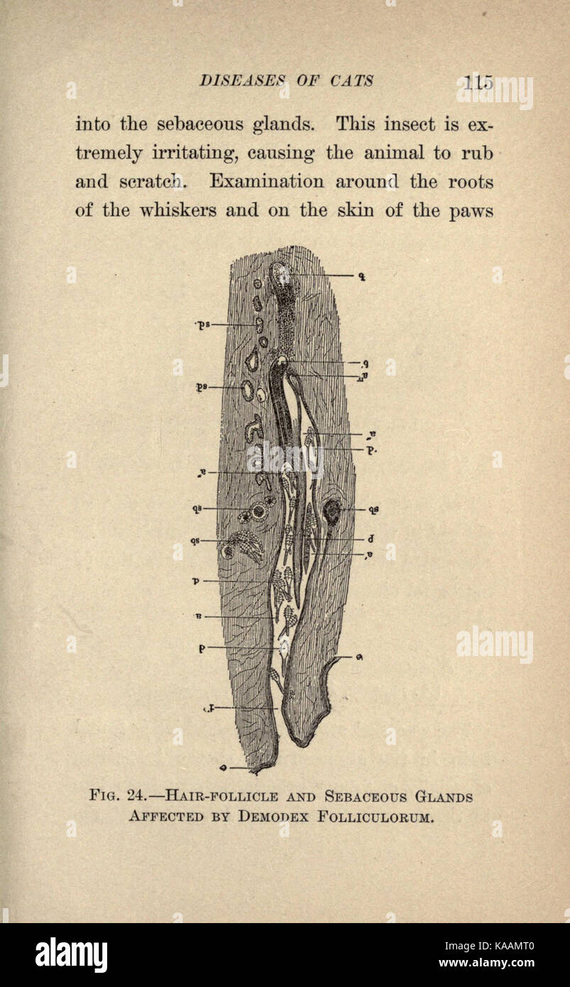 The cat, a guide to the classification and varieties of cats and a ...
