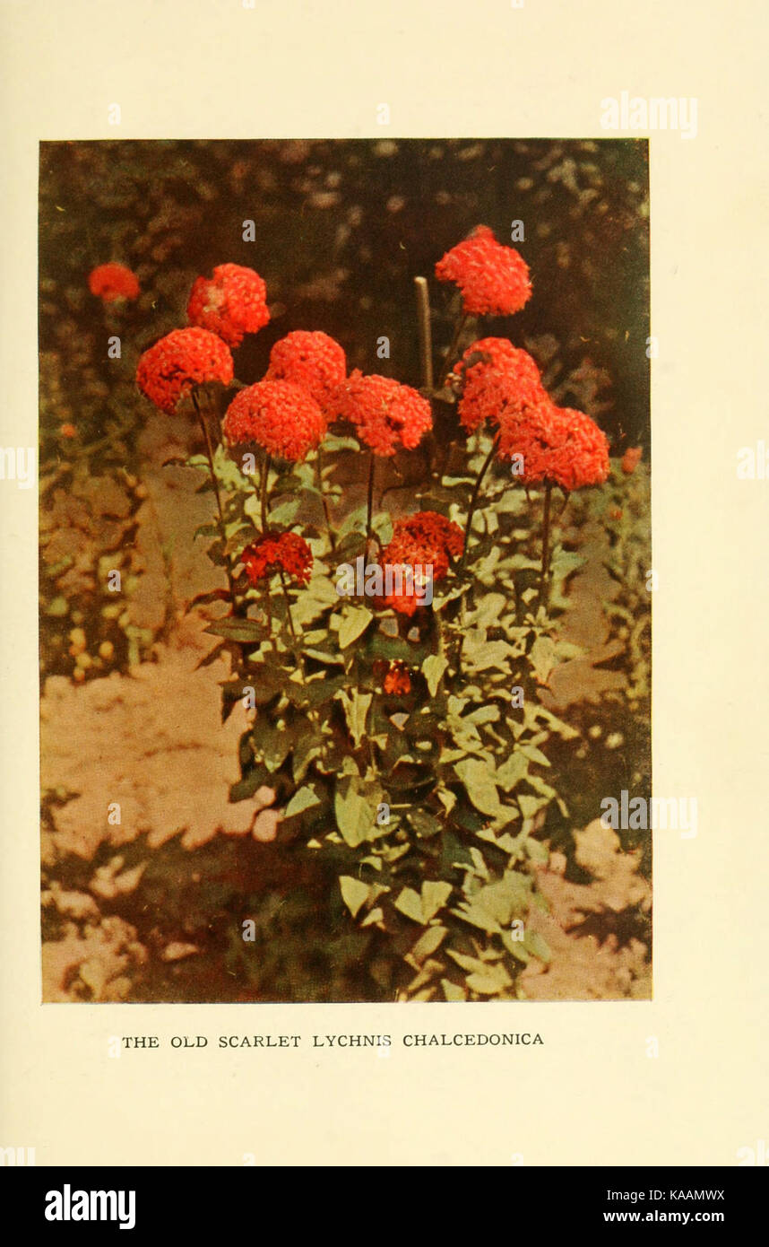 This is a plate from 'The Book of Hardy Flowers,' a botanical reference ...