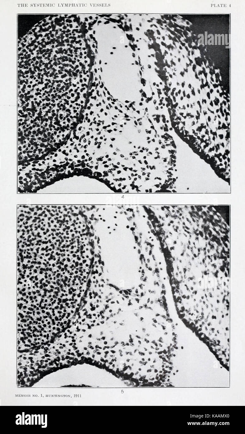 This work explores the anatomy and development of the systemic ...