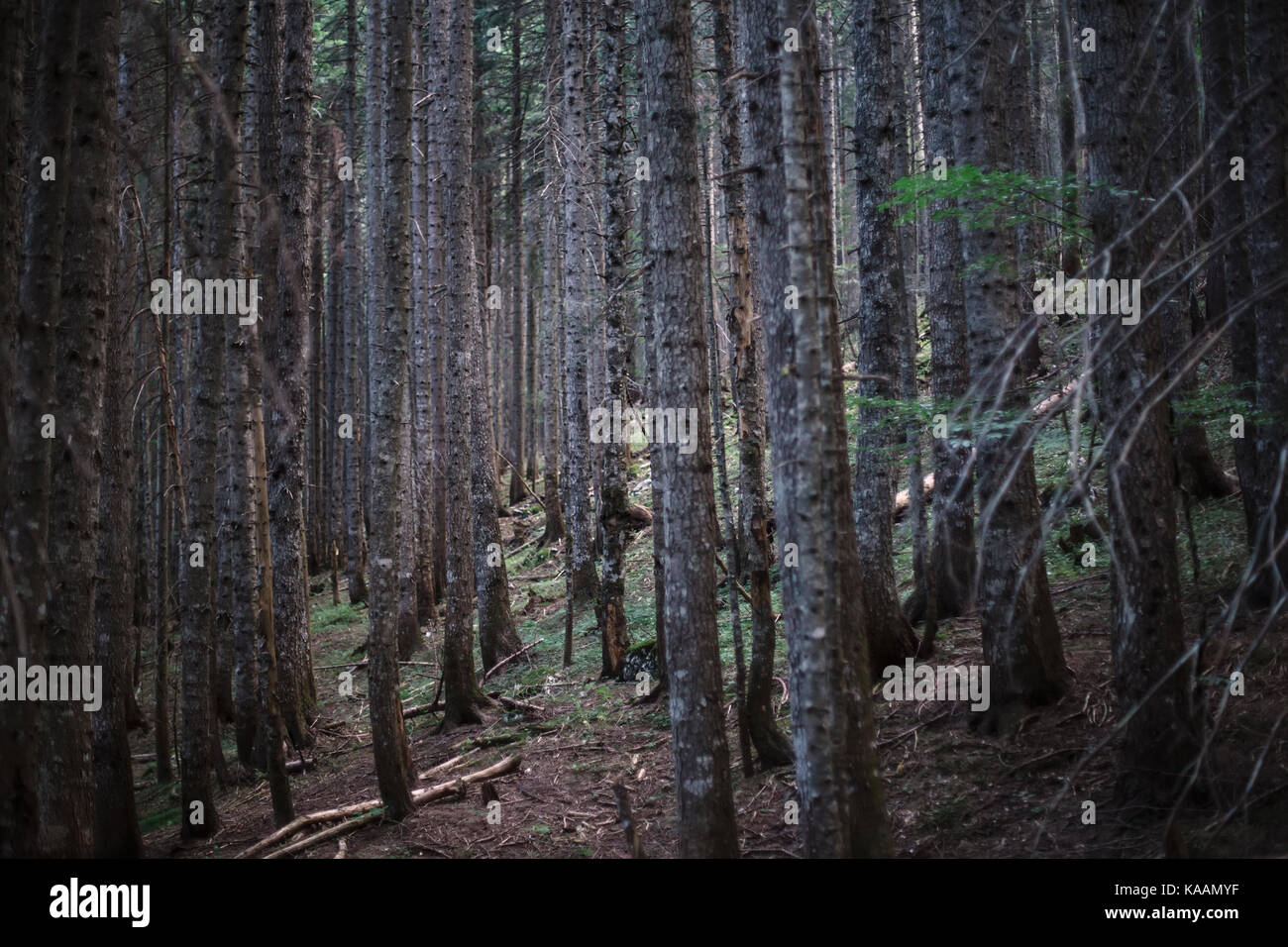 View inside forest Stock Photo - Alamy