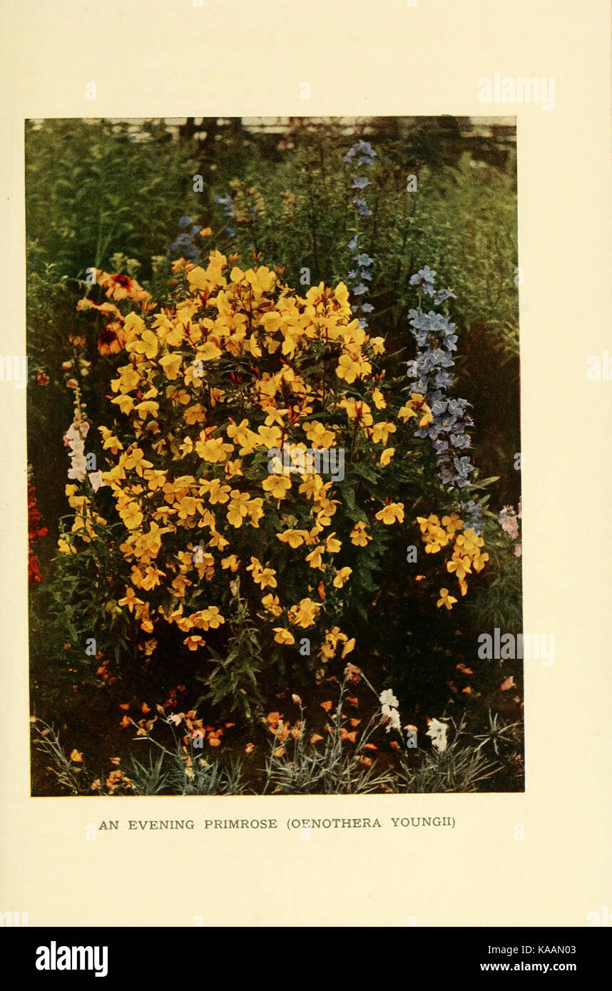 The book of hardy flowers (Plate 57) (6465805191 Stock Photo - Alamy