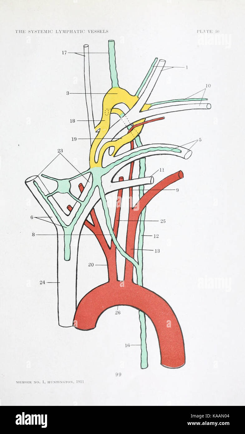 Lymphatic vessels hi-res stock photography and images - Alamy