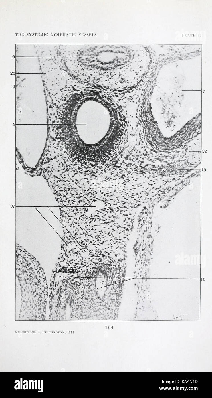 Lymphatic circulation structure vessels hi-res stock photography and ...