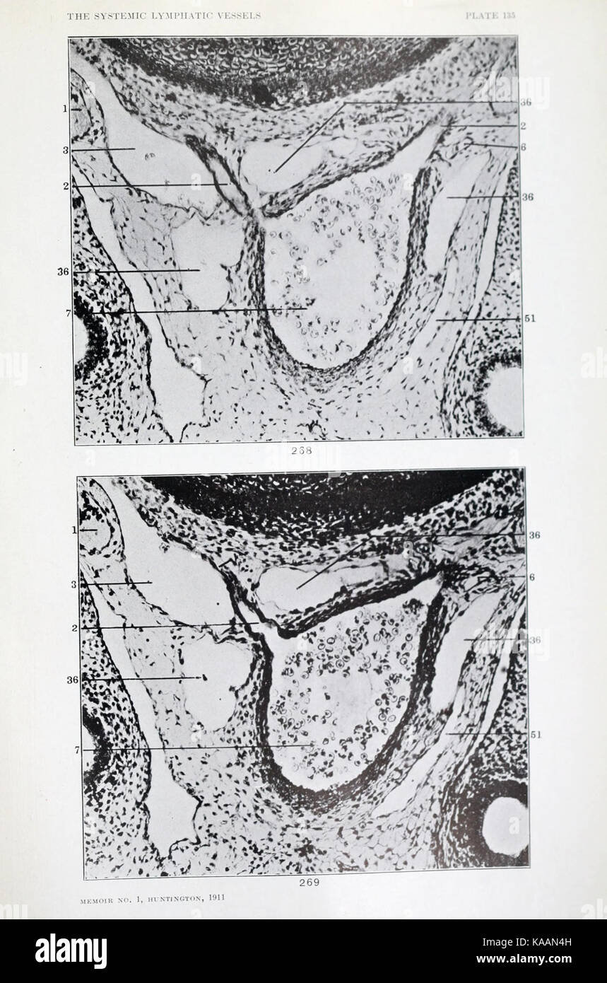 This refers to a scientific study or illustration of the anatomy and ...