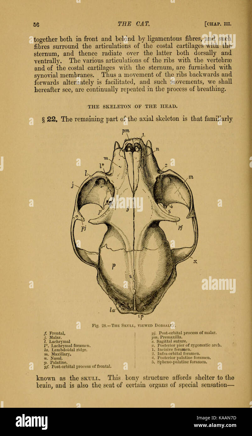 The cat; an introduction to the study of backboned animals (Page 56 ...