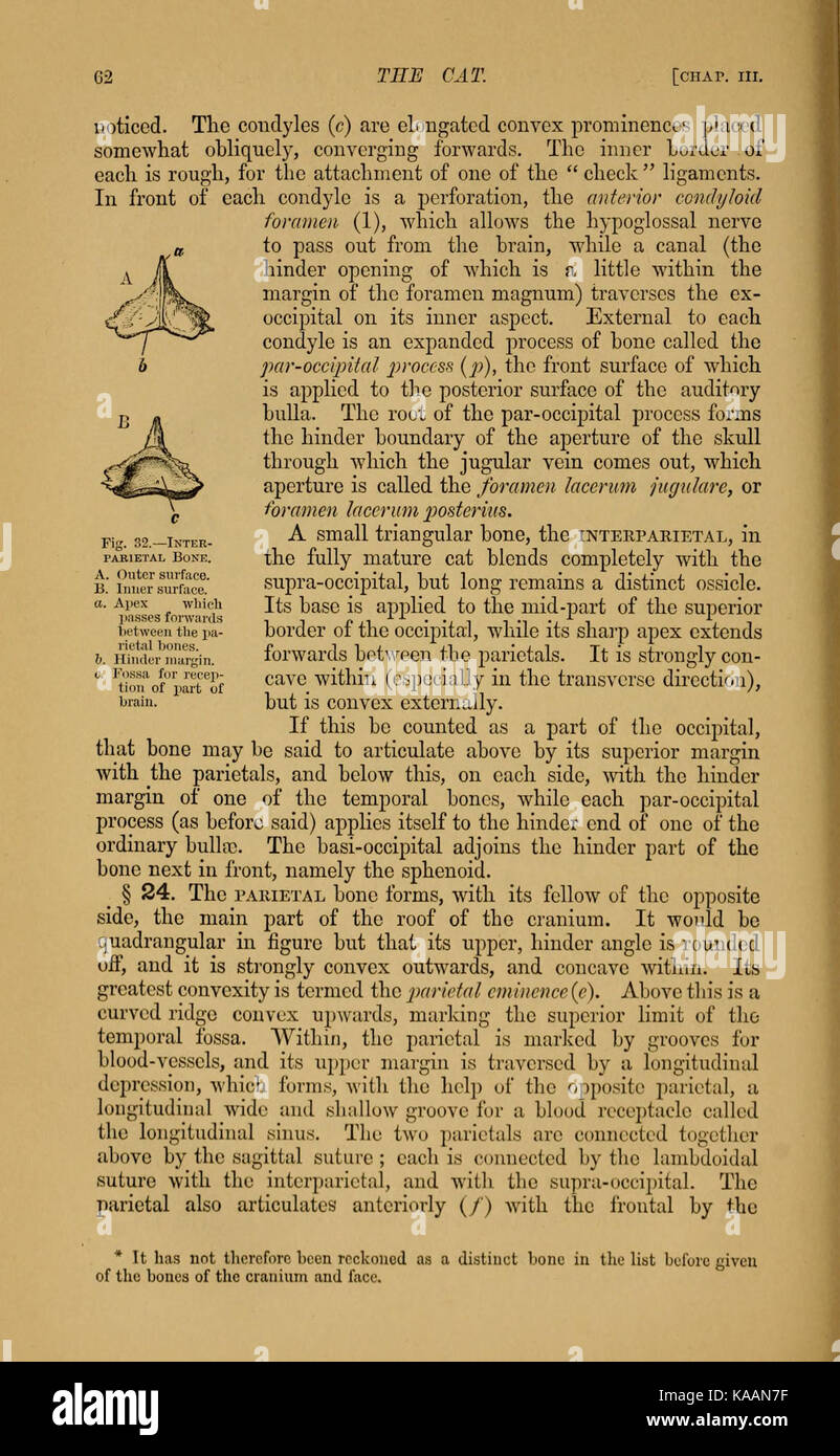 The cat; an introduction to the study of backboned animals (Page 62 ...