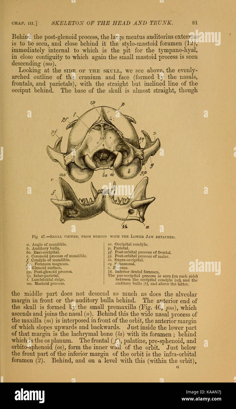The cat; an introduction to the study of backboned animals (Page 81 ...