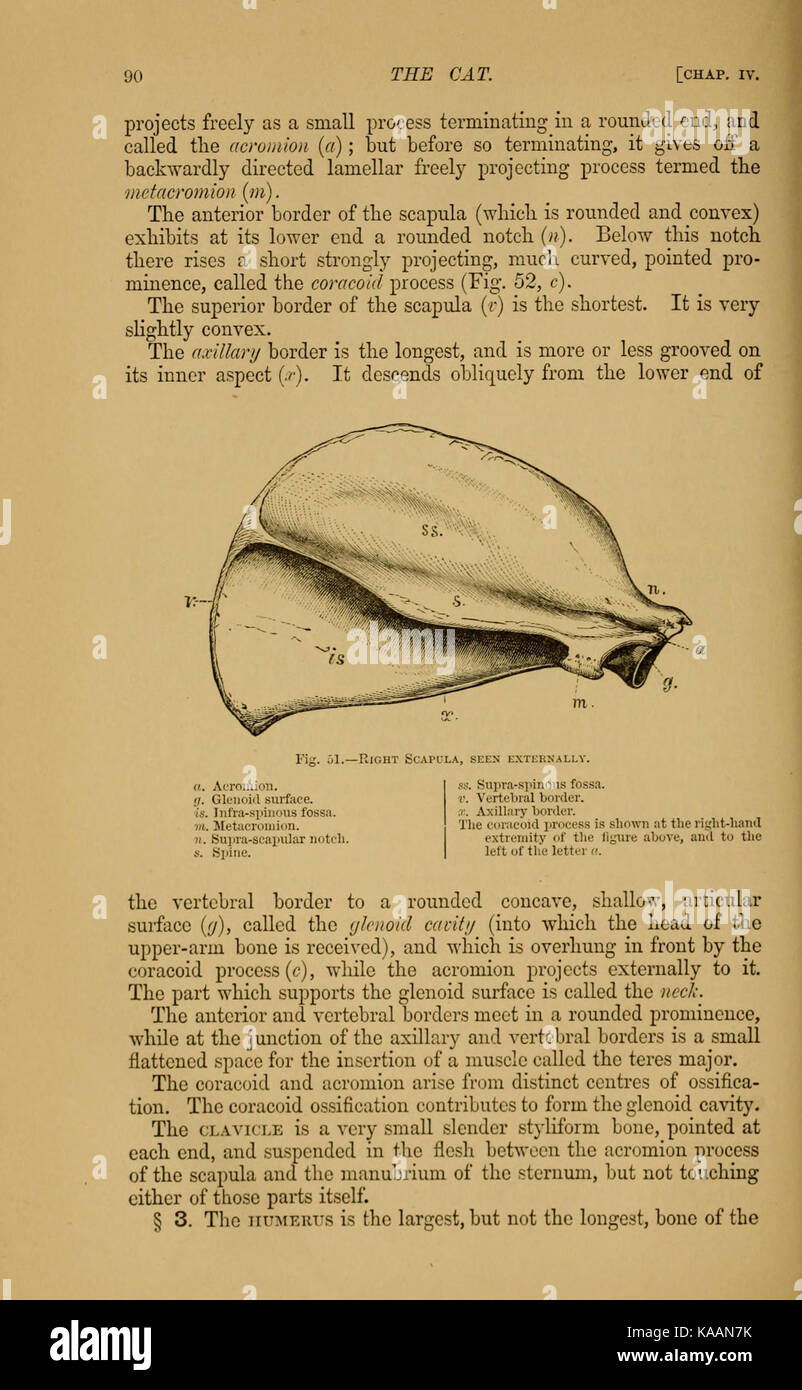 The cat; an introduction to the study of backboned animals (Page 90 ...