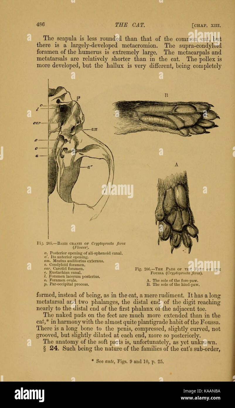 The cat; an introduction to the study of backboned animals (Page 486 ...