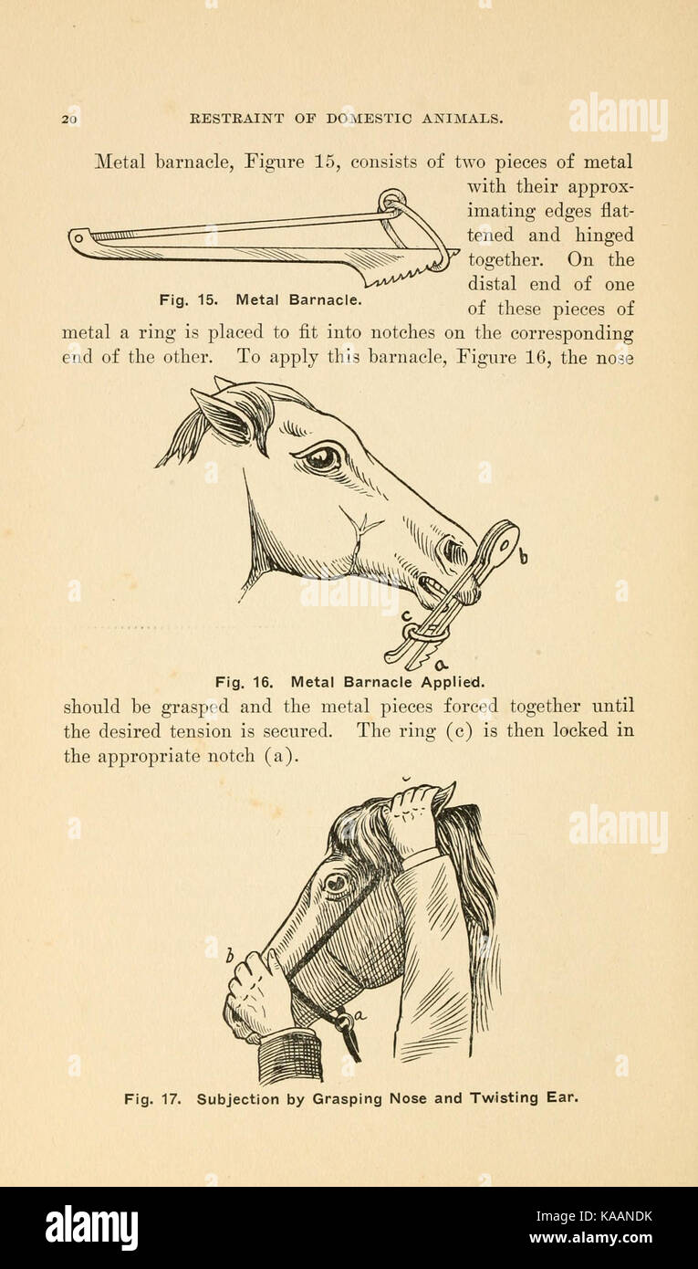 Restraint of domestic animals (Page 20) BHL20577476 Stock Photo - Alamy