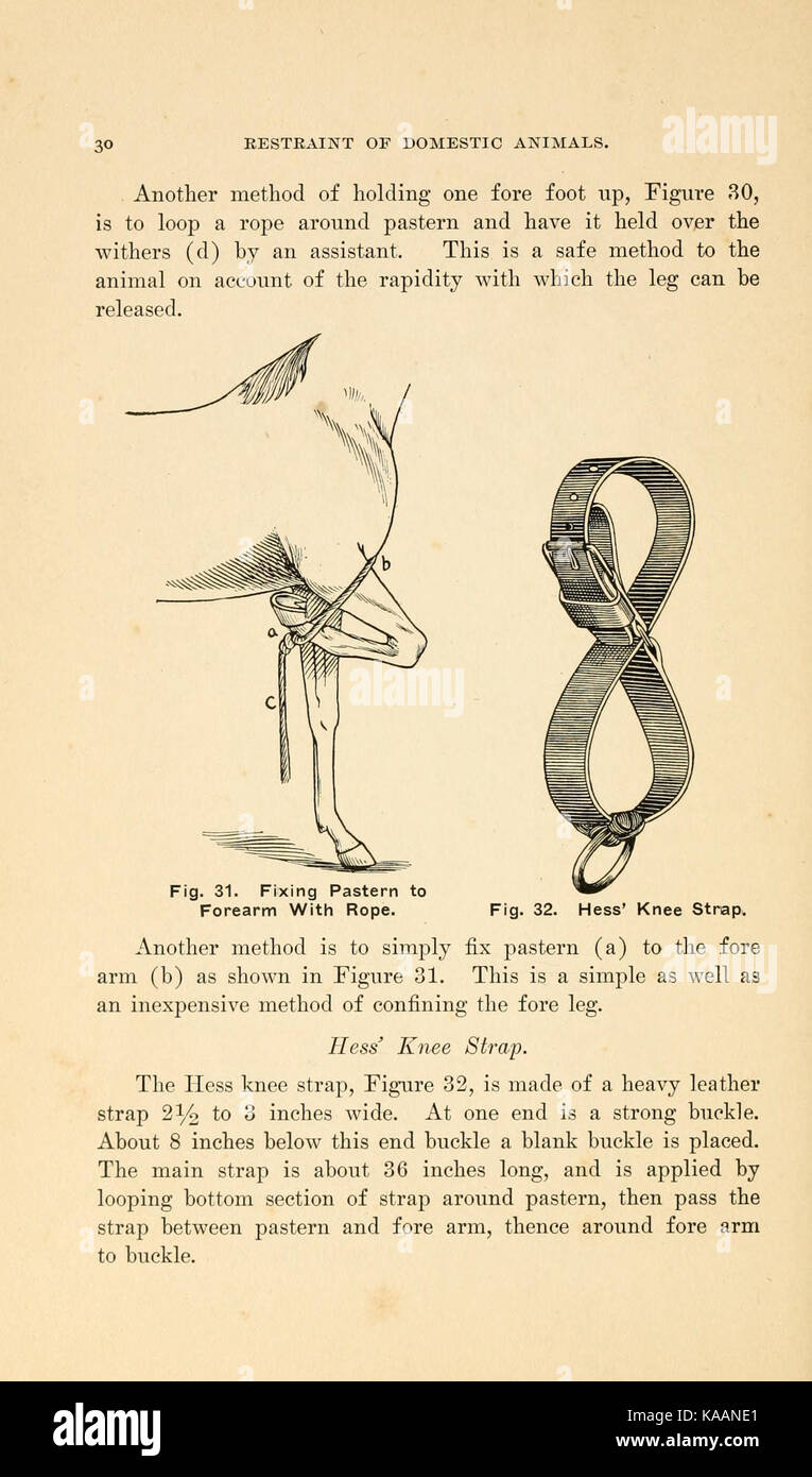 Restraint of domestic animals (Page 30) BHL20577486 Stock Photo - Alamy