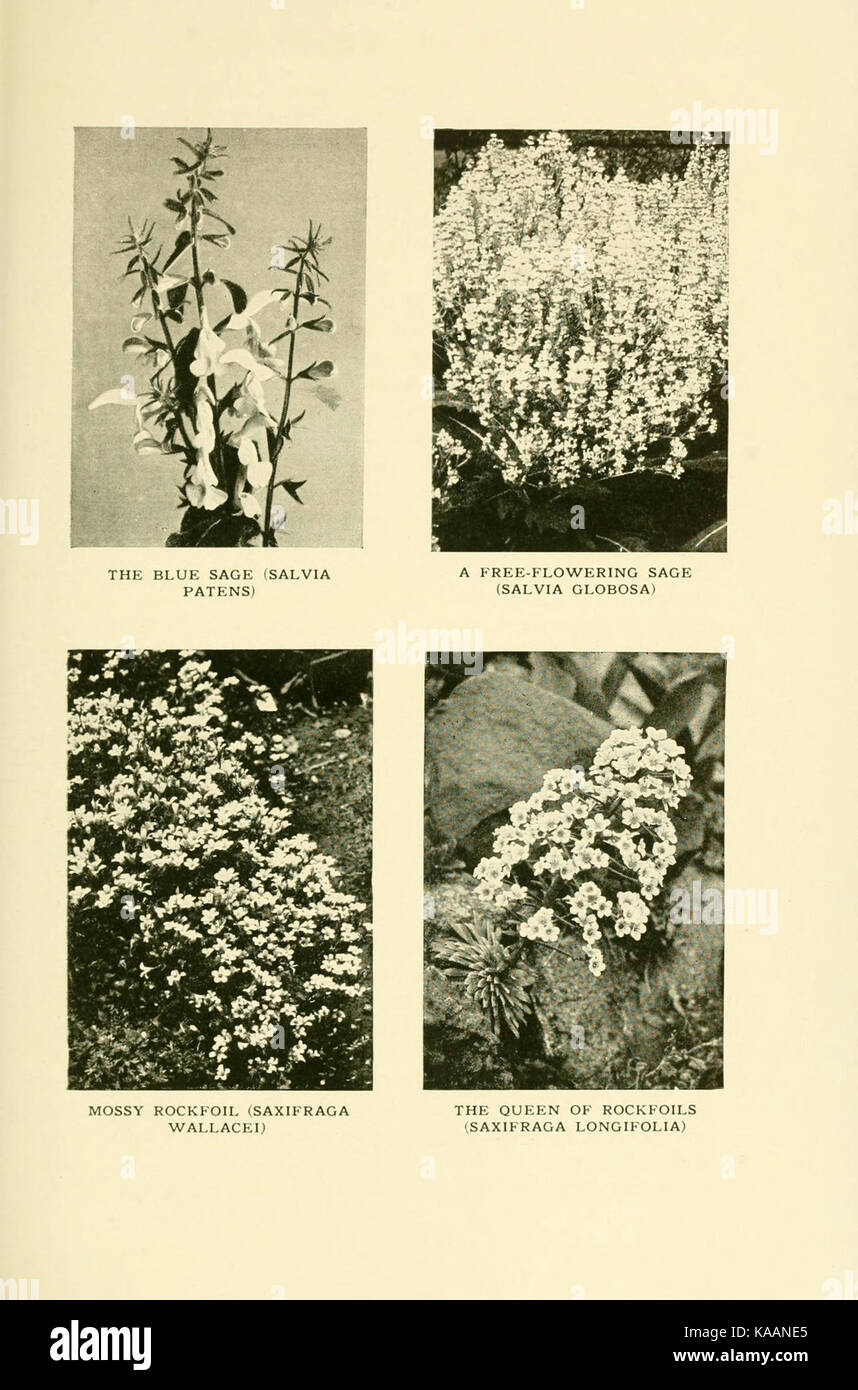 The book of hardy flowers (Plate 88) (6465819403 Stock Photo - Alamy