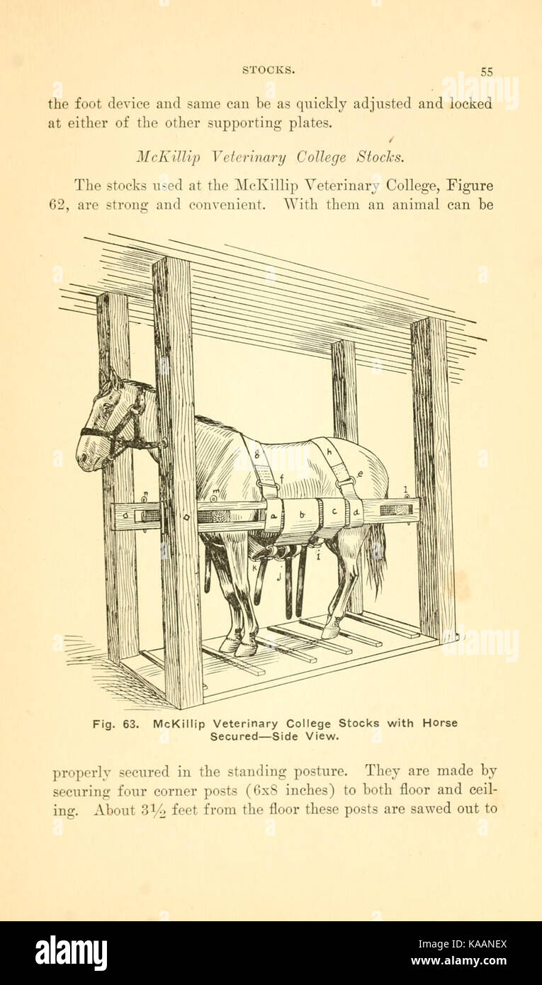 Restraint of domestic animals (Page 55) BHL20577530 Stock Photo - Alamy