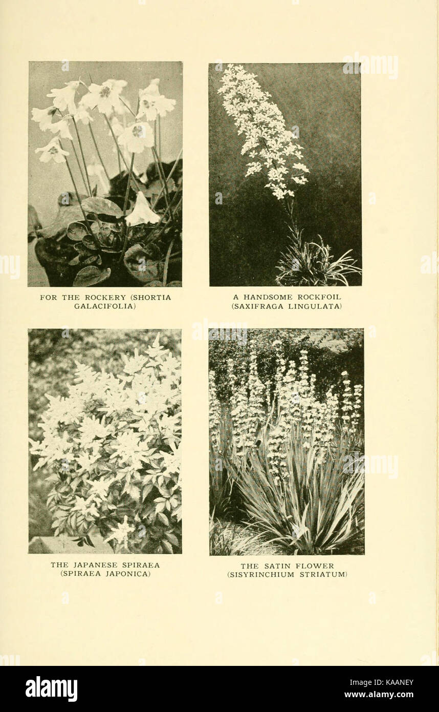 An illustration from 'The Book of Hardy Flowers,' Plate 90, showcasing ...