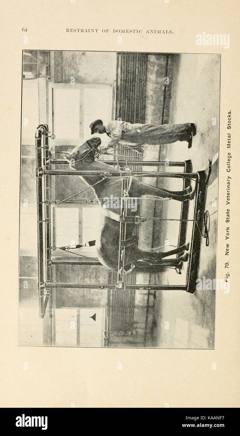 Restraint animals hi-res stock photography and images - Alamy