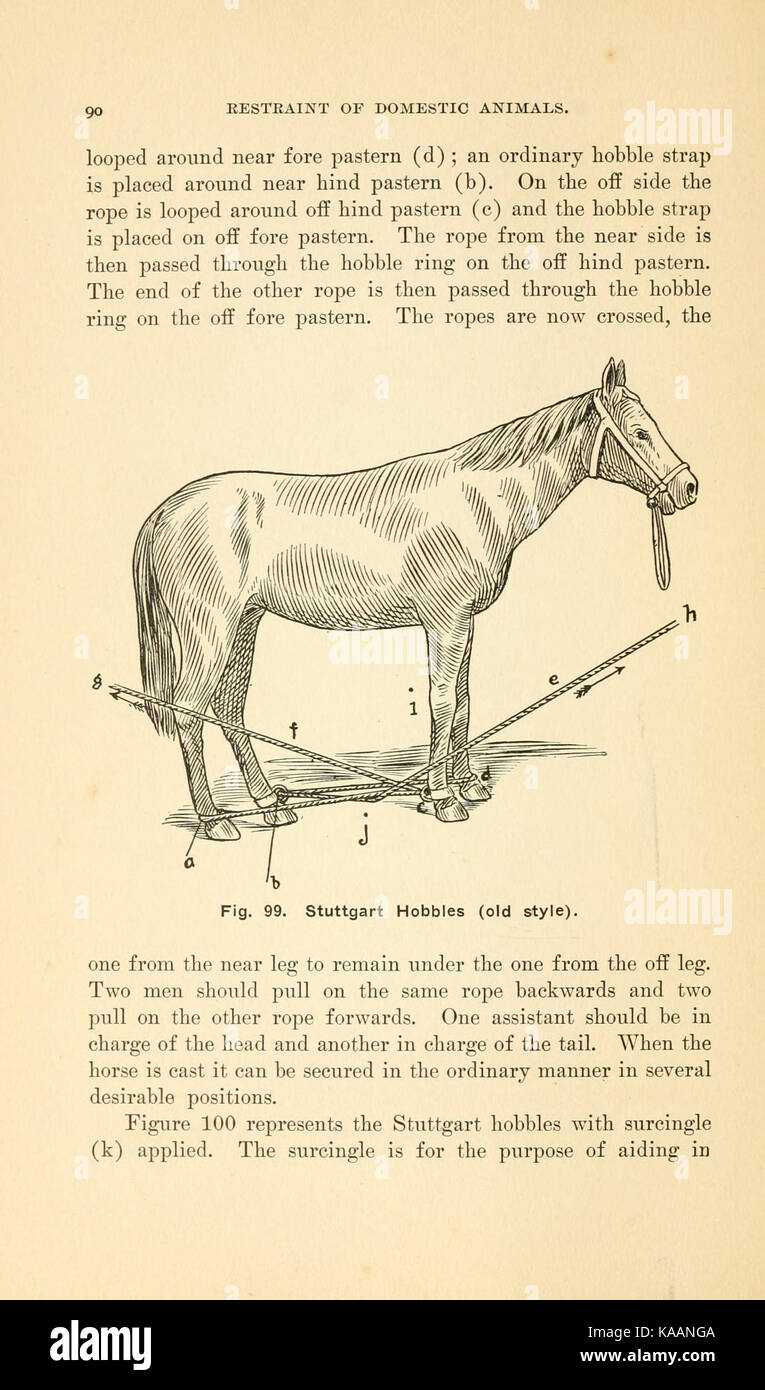 Restraint of domestic animals (Page 90) BHL20577565 Stock Photo - Alamy
