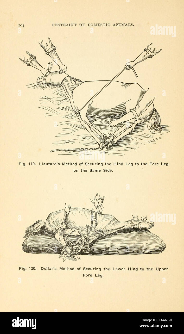 Restraint of domestic animals (Page 104) BHL20577579 Stock Photo - Alamy