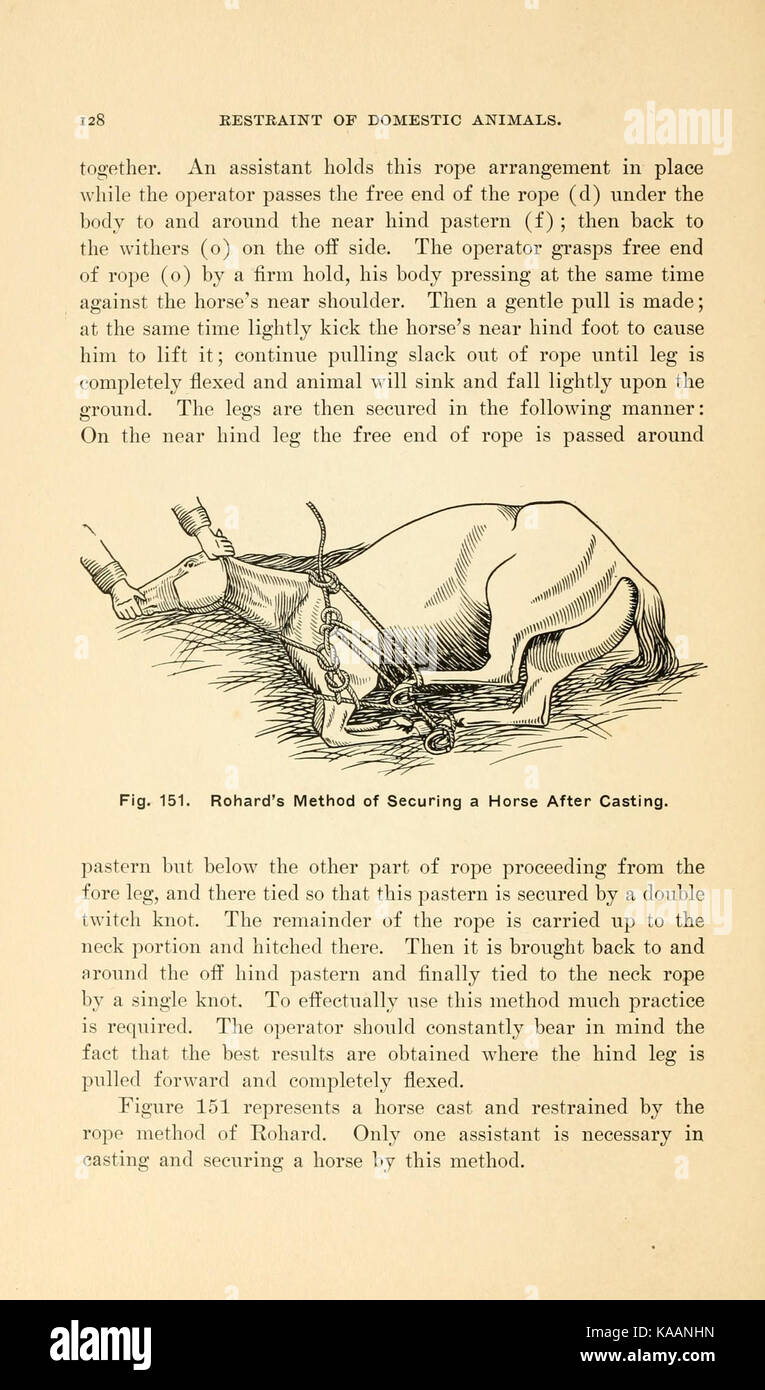 Restraint of domestic animals (Page 128) BHL20577603 Stock Photo - Alamy