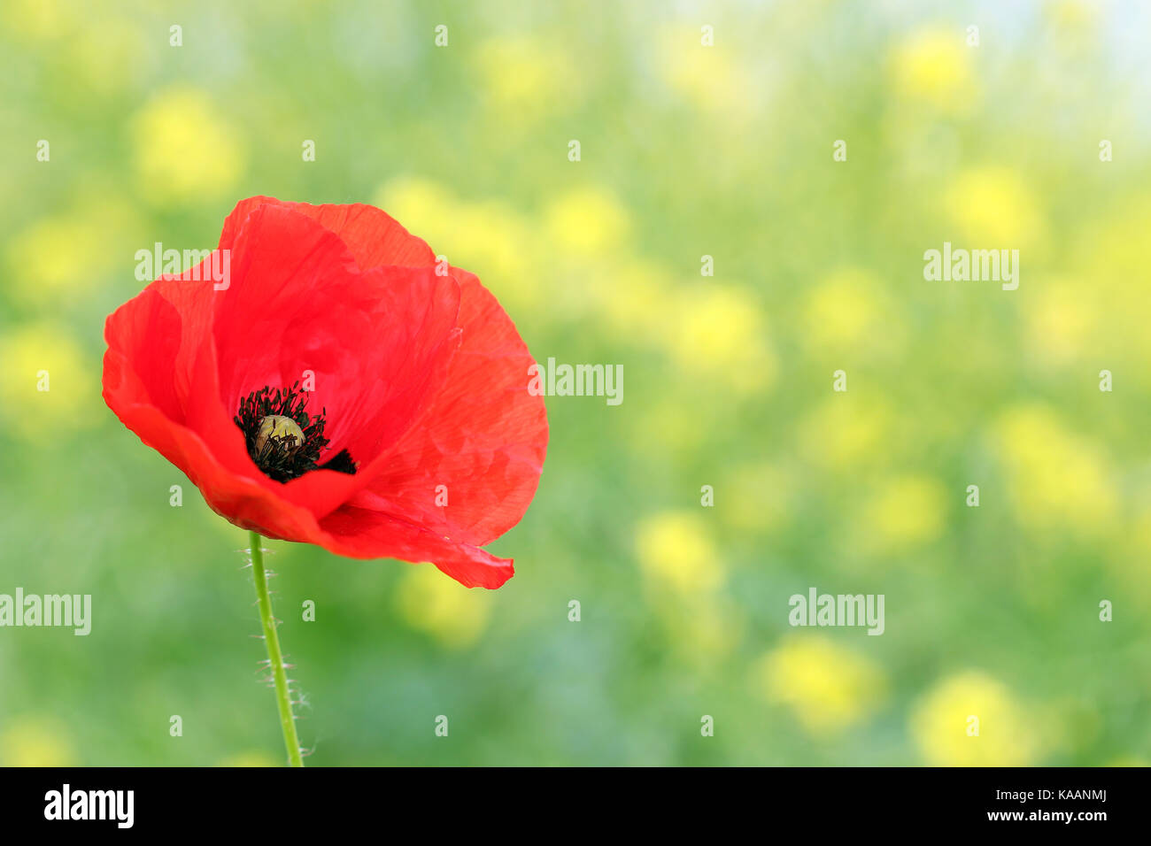 red poppy flower nature background Stock Photo - Alamy