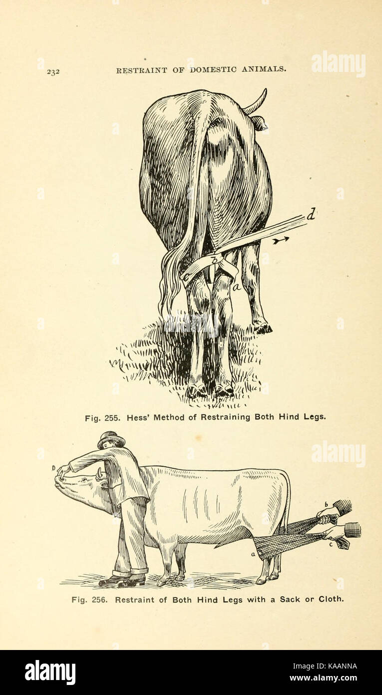 A page from a manual or textbook on the restraint of domestic animals ...