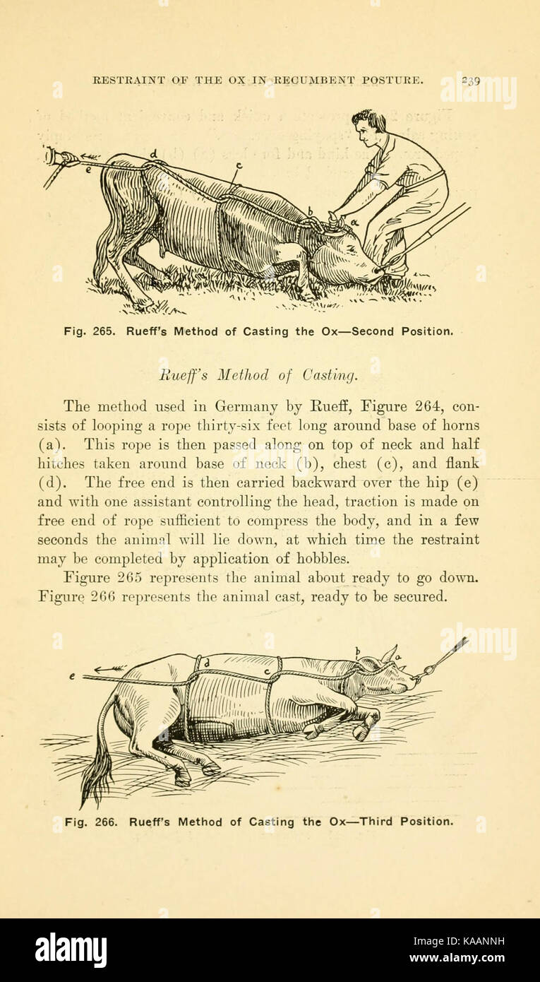 Restraint of domestic animals (Page 239) BHL20577714 Stock Photo - Alamy