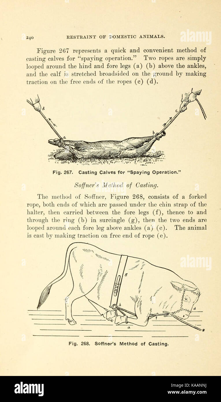 Restraint of domestic animals (Page 240) BHL20577715 Stock Photo - Alamy