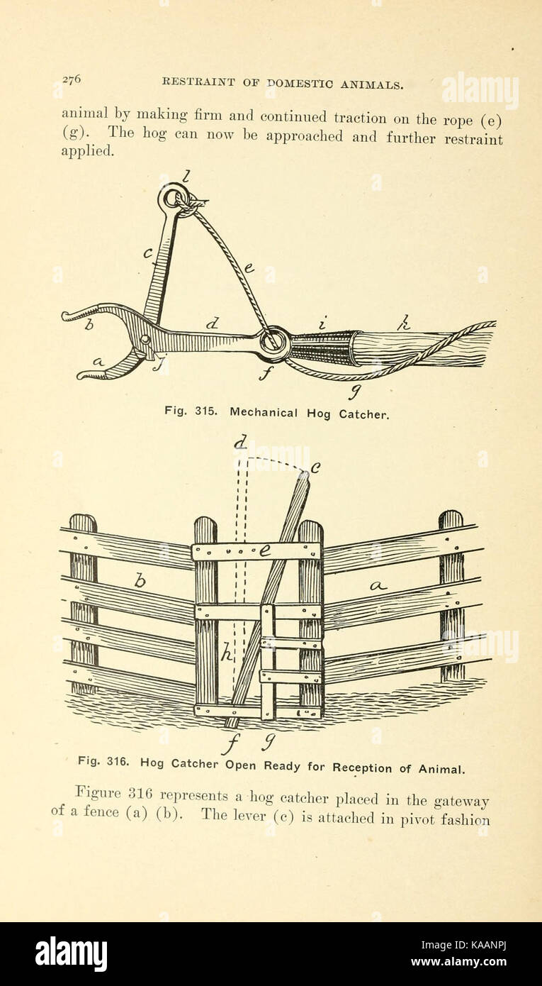 Restraint of domestic animals (Page 276) BHL20577751 Stock Photo - Alamy