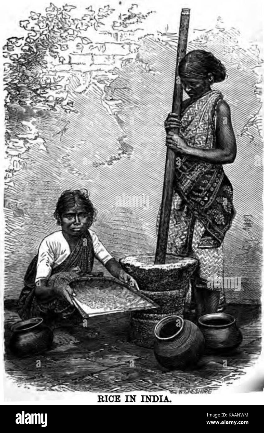 A historical photograph depicting rice cultivation in India, taken in ...
